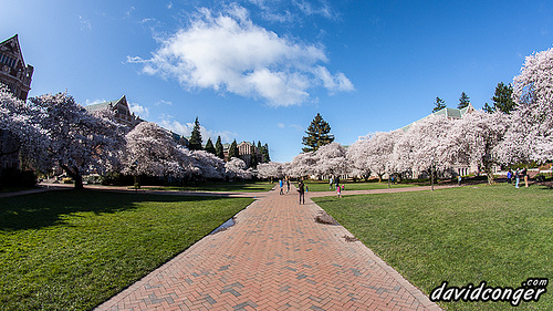 Cherry Blossoms at University of Washington | Seattle, WA | davidconger.com